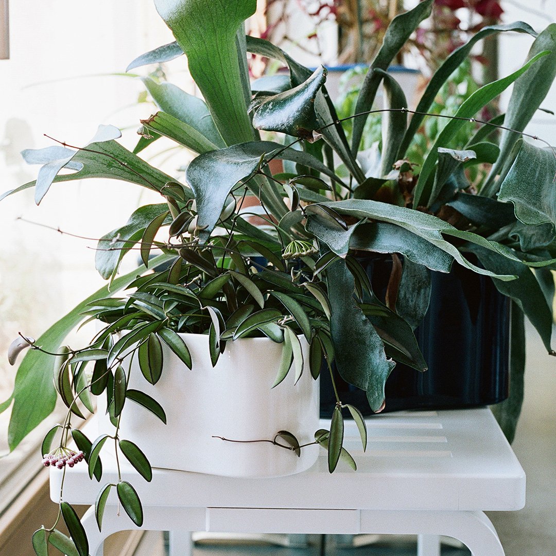 Artek Riihitie Plant Pot - Shape A by Aino Aalto | Danish Design Store