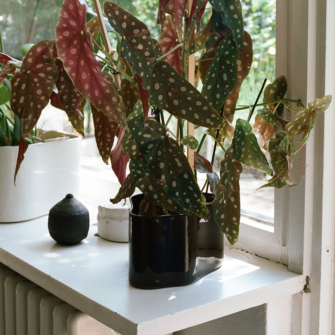 Artek Riihitie Plant Pot - Shape A by Aino Aalto | Danish Design Store